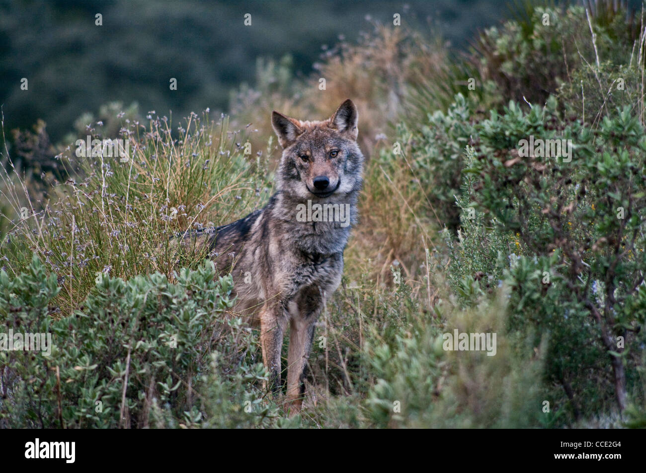 Lobo ibérico hi-res stock photography and images - Alamy