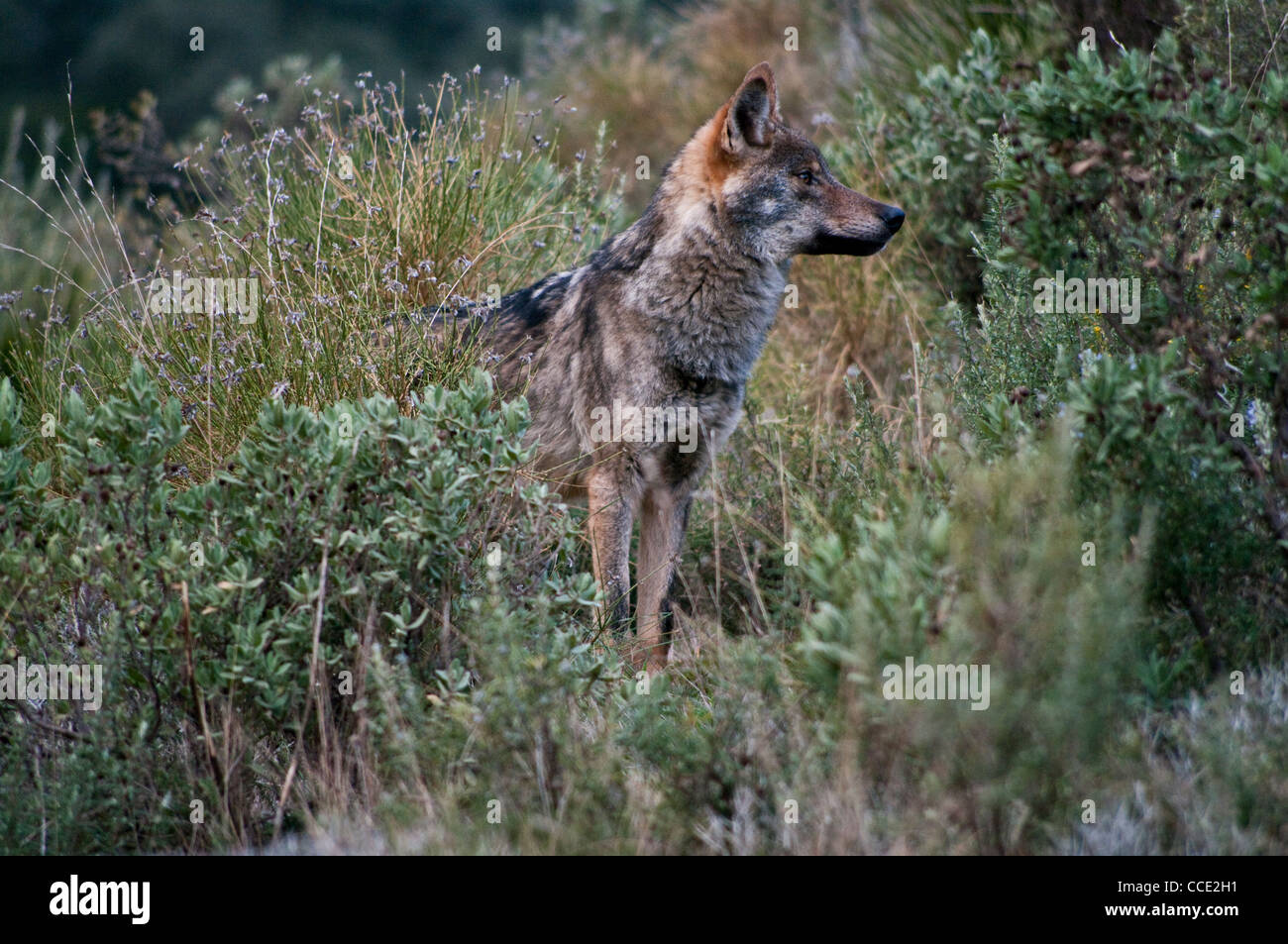 Lobo iberico hi-res stock photography and images - Alamy