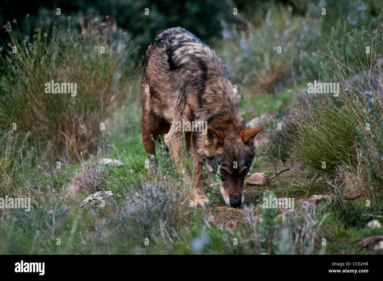 Wolf sniffing hi-res stock photography and images - Alamy