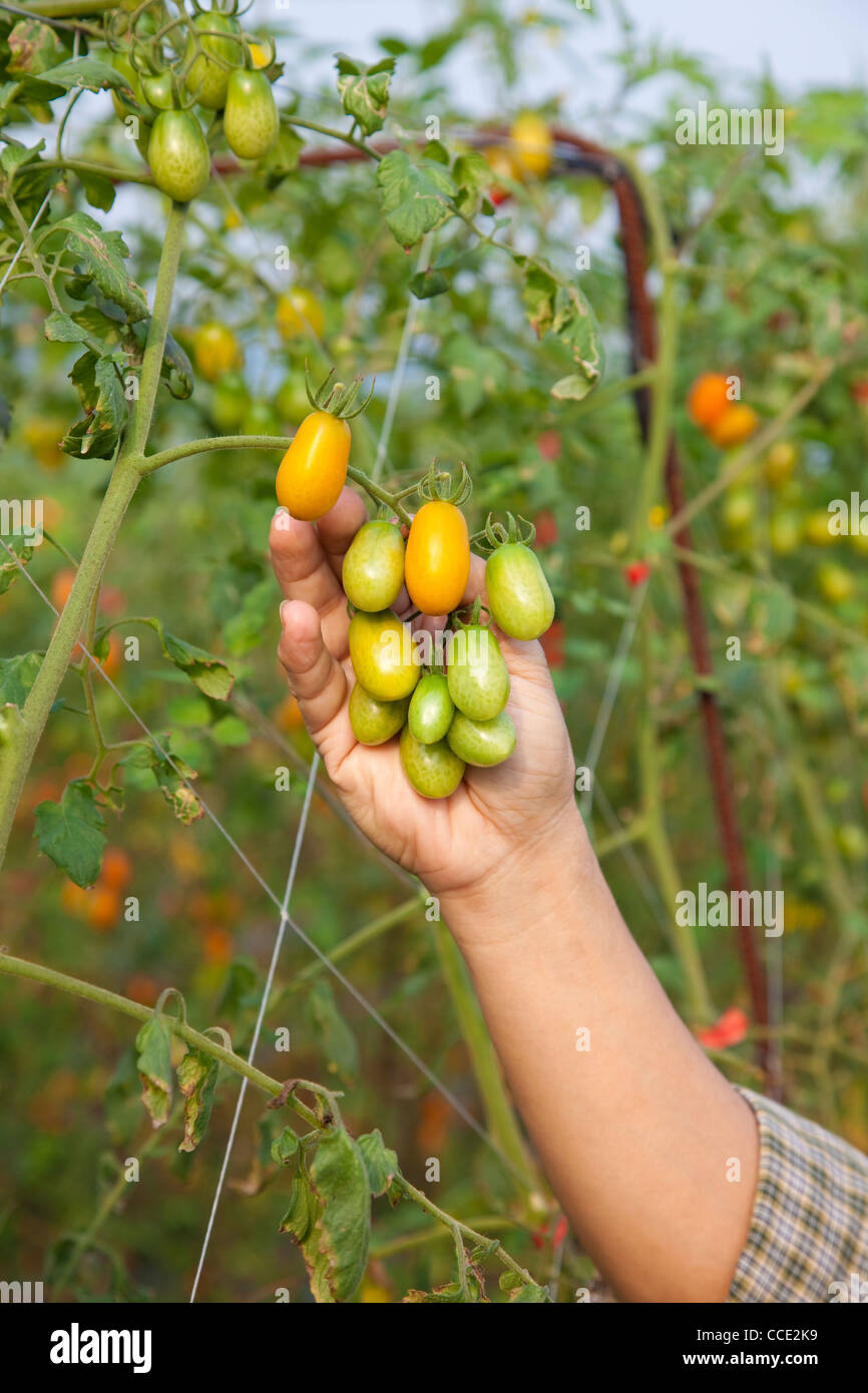 Tomato tree fruits hi-res stock photography and images - Alamy