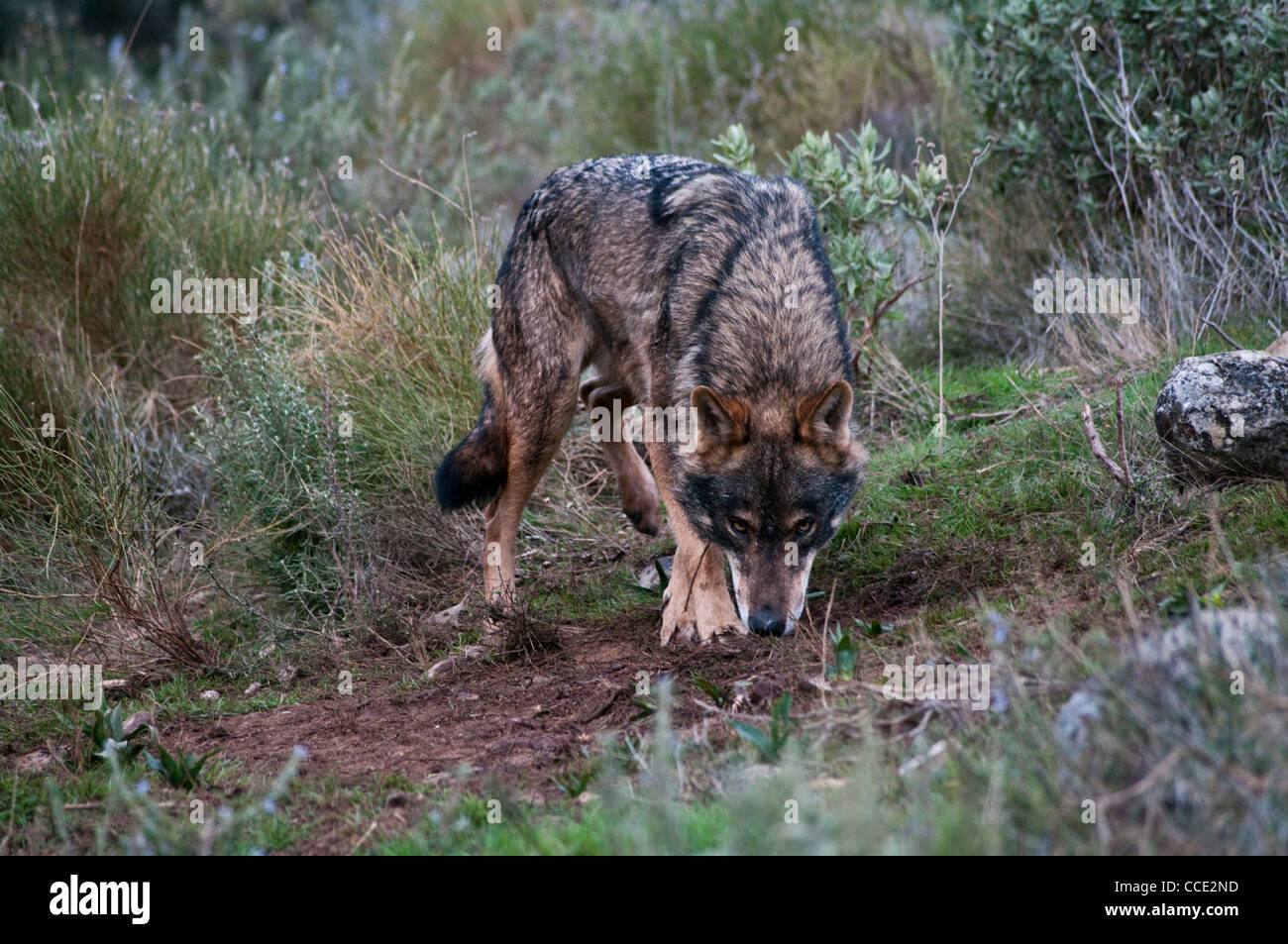 Wolf sniffing hi-res stock photography and images - Alamy