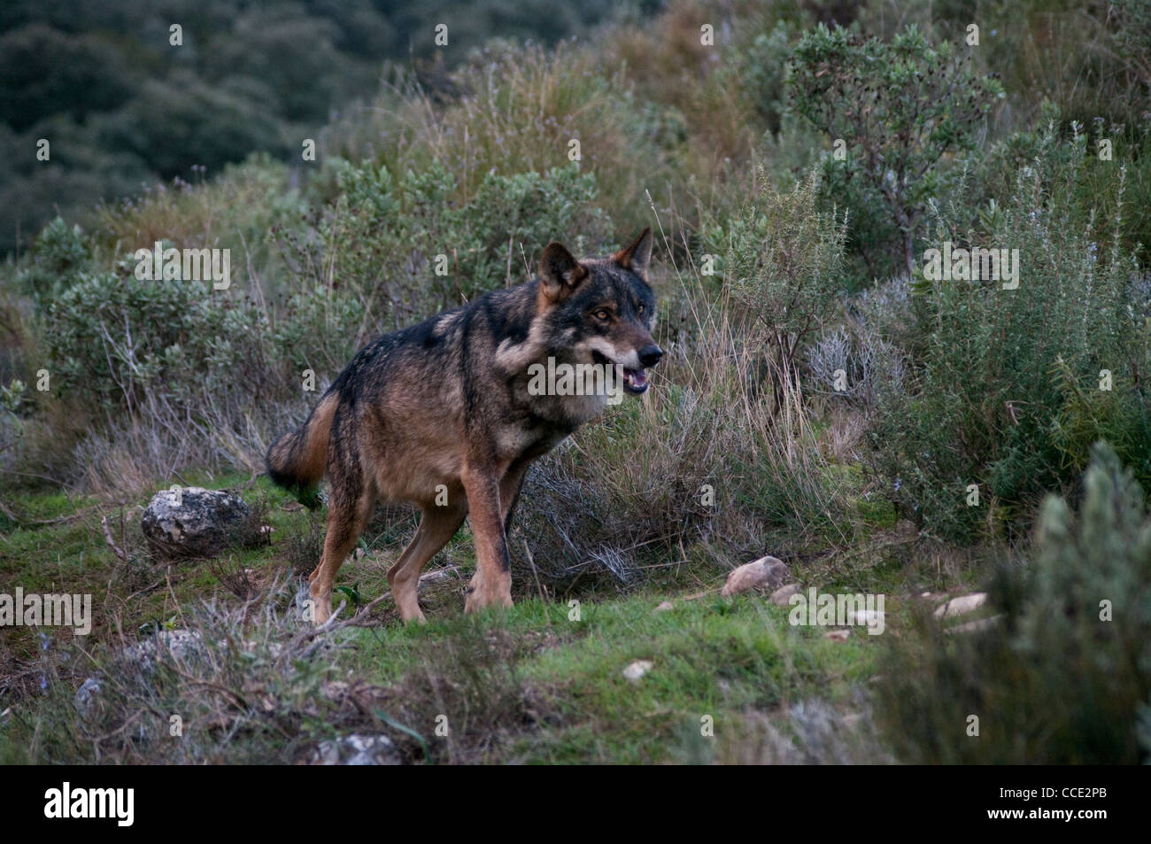 Iberian wolf canis lupus signatus walking hi-res stock photography and ...