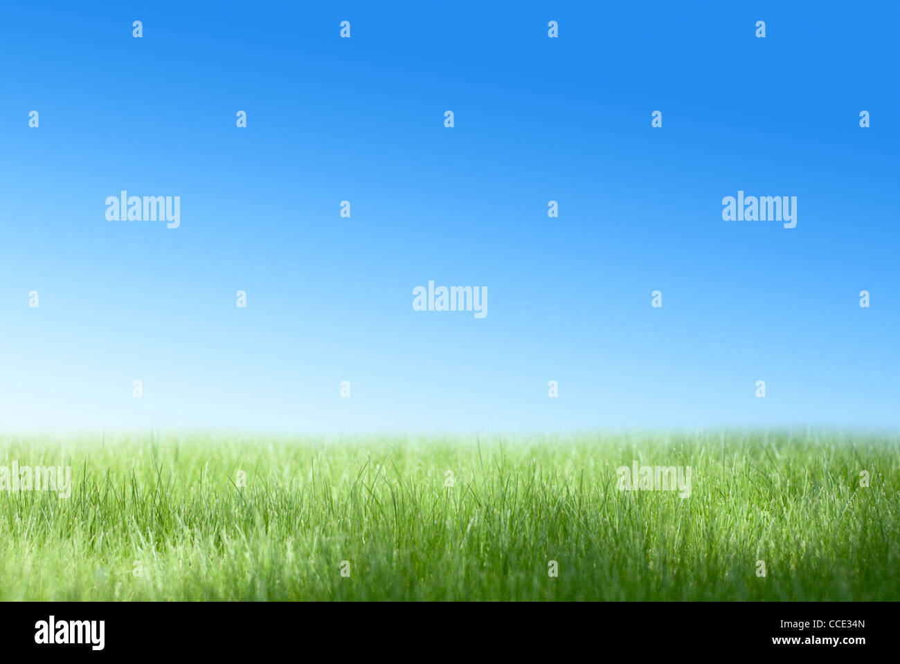 Green grass field on the blue sky background Stock Photo - Alamy