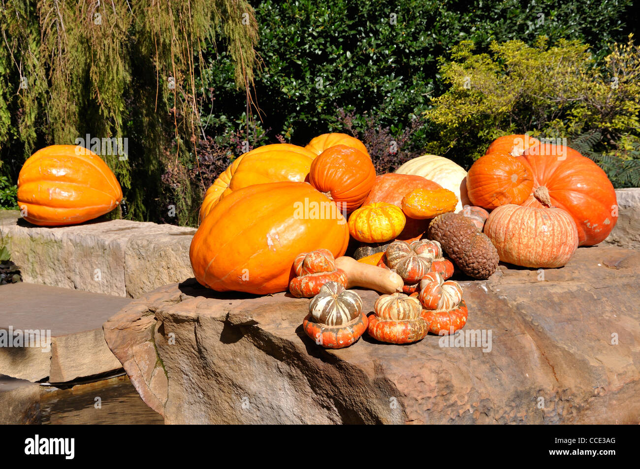 Cucurbita mixta hi-res stock photography and images - Alamy