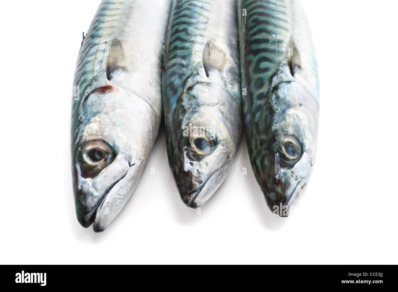 closeup of three fresh mackerel fish over white background Stock Photo ...