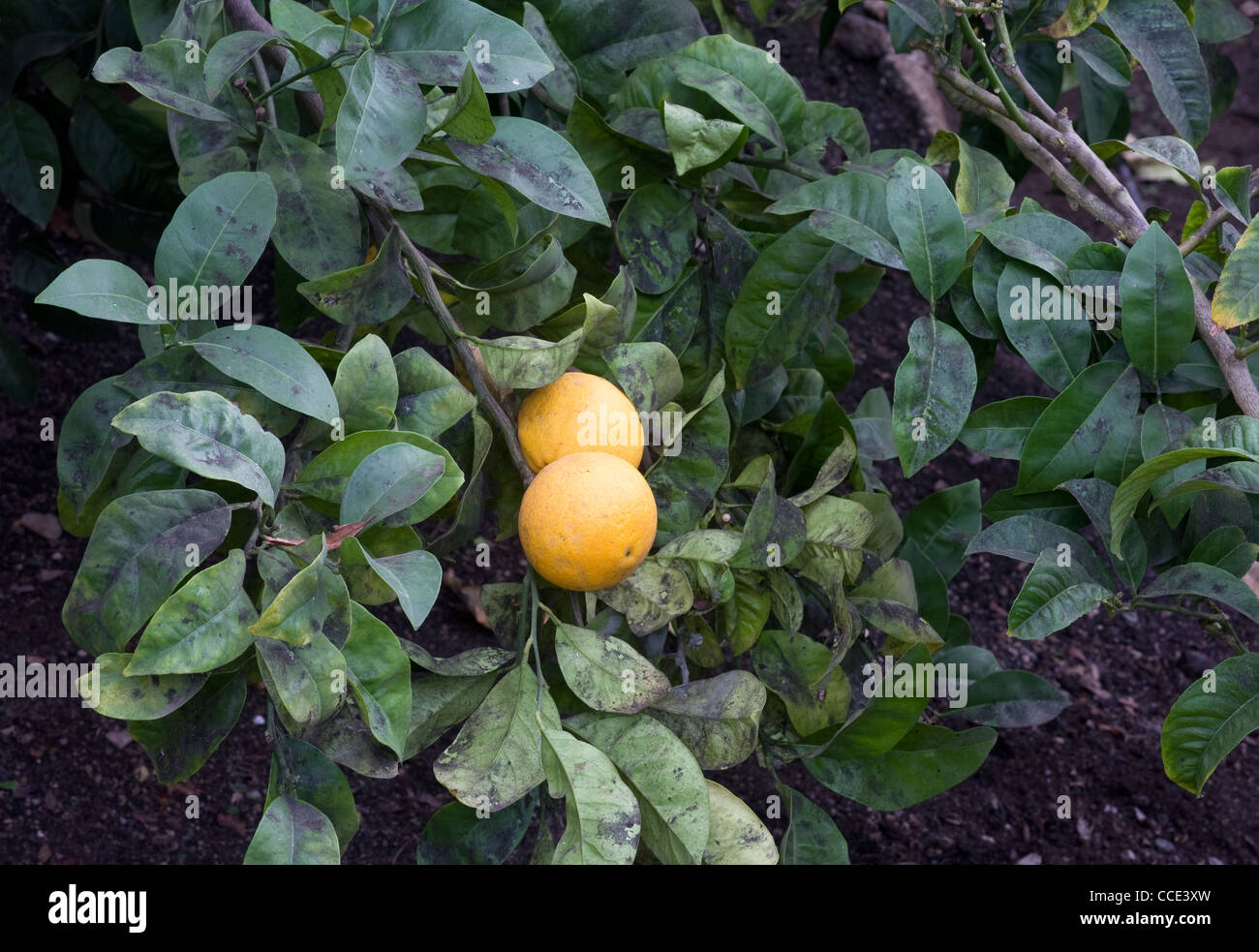 Citrus cultivation occurs in the Eden project's Mediterranean biome as ...