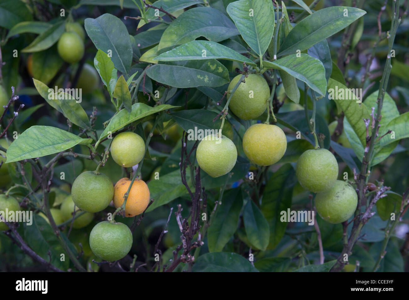 The Eden project's Mediterranean biome is home to citrus fruit, like ...