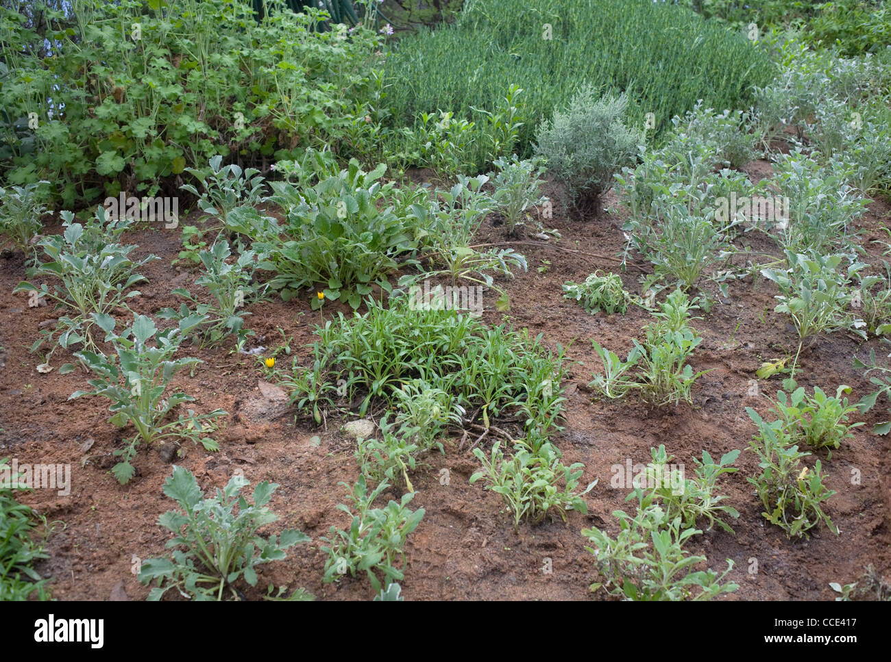 The Eden project's Mediterranean biome includes this desert area ...