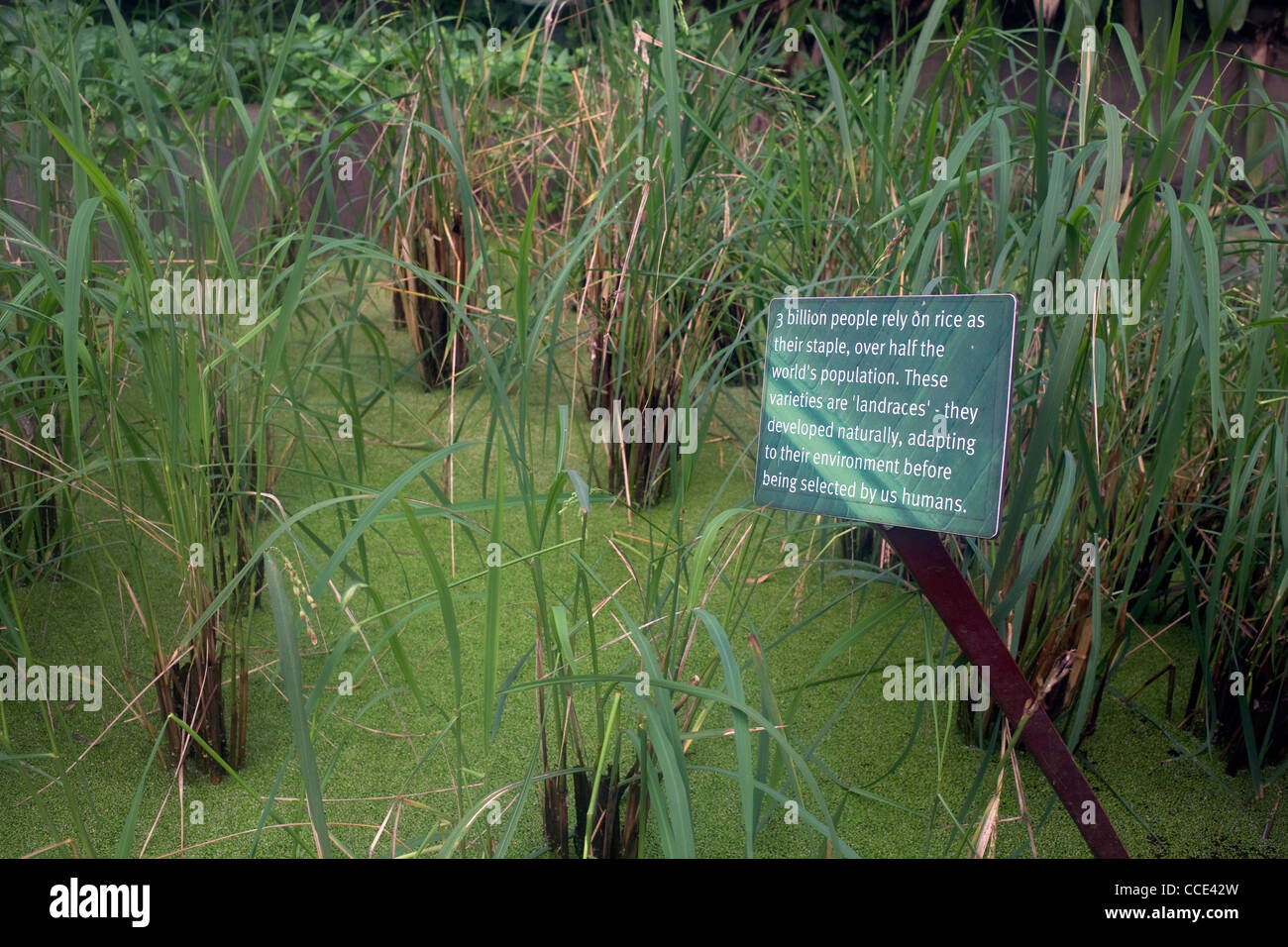 At the Eden project in the rainforest biome rice is growing with an ...