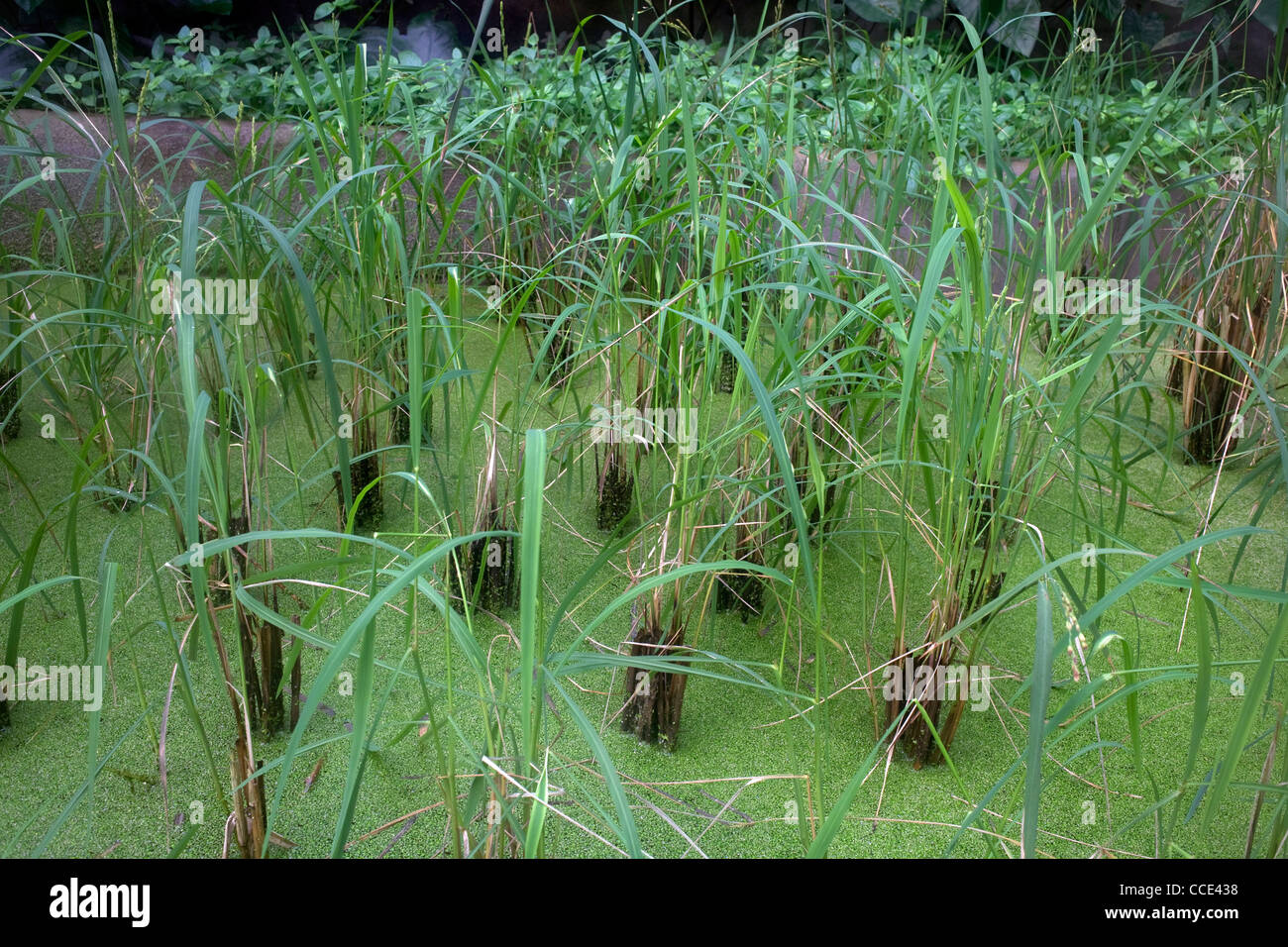 At the Eden project in the rainforest biome rice grows in this padi ...