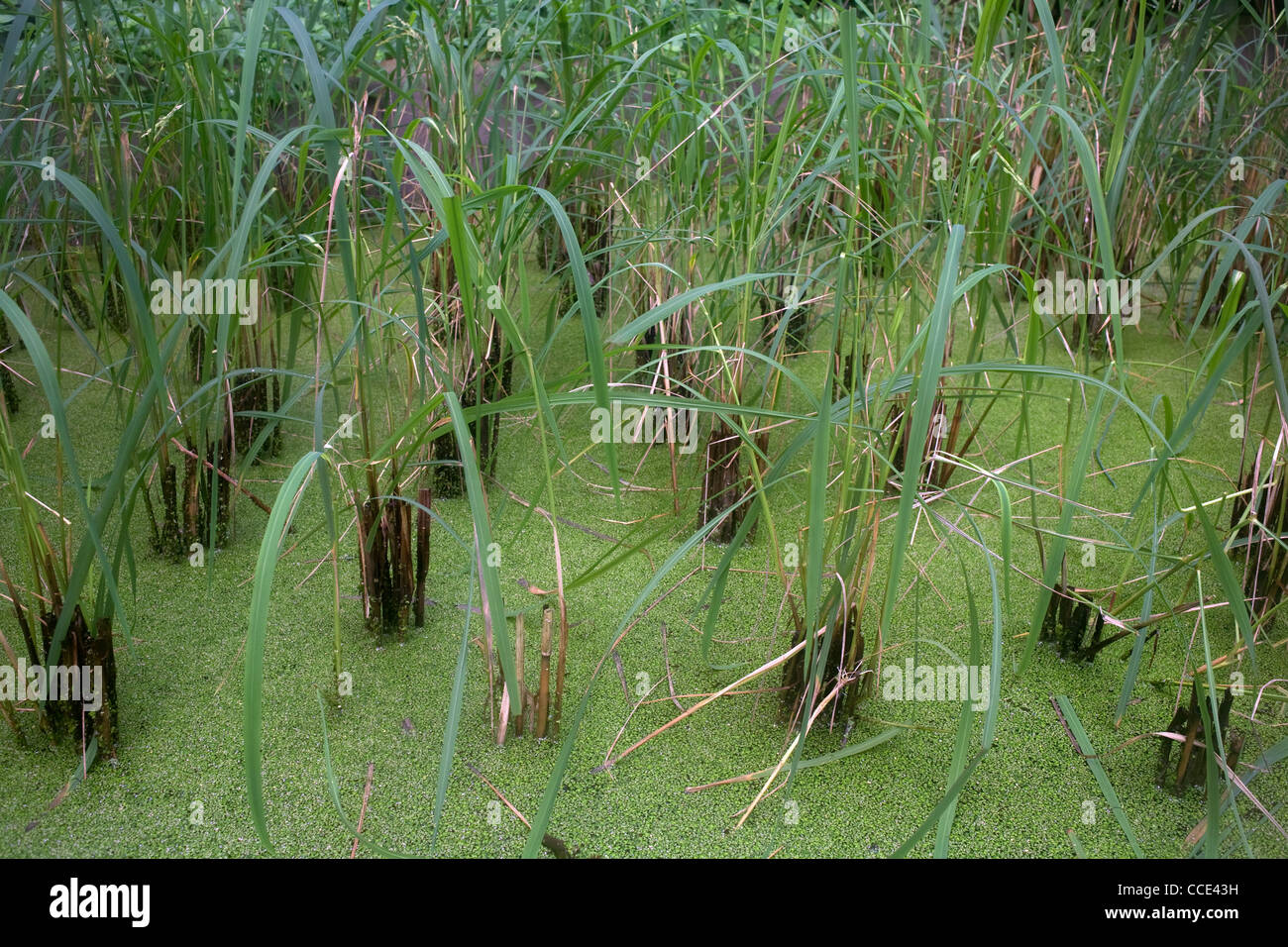 In the Eden project rainforest biome there lies cultivated rice in this ...