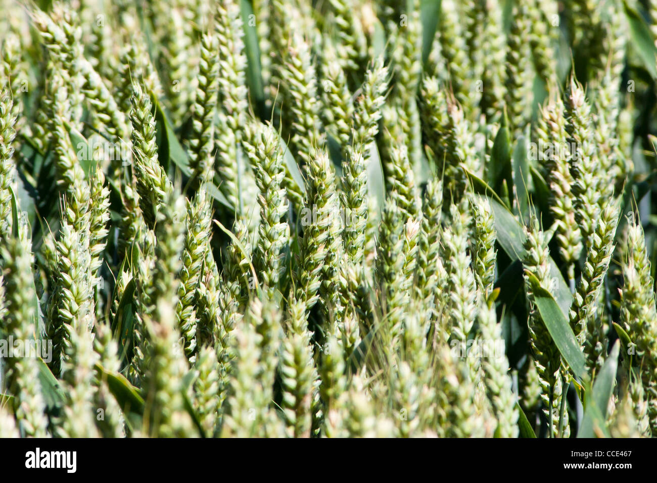 Wheat heads hi-res stock photography and images - Alamy