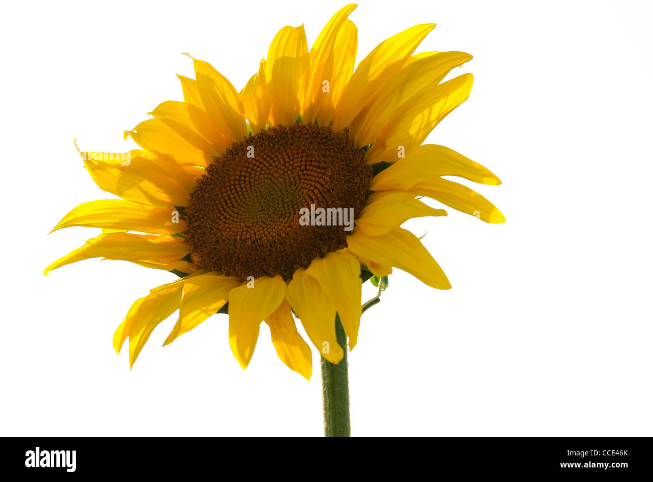 Sunflower photographed from below on a white background Stock Photo - Alamy