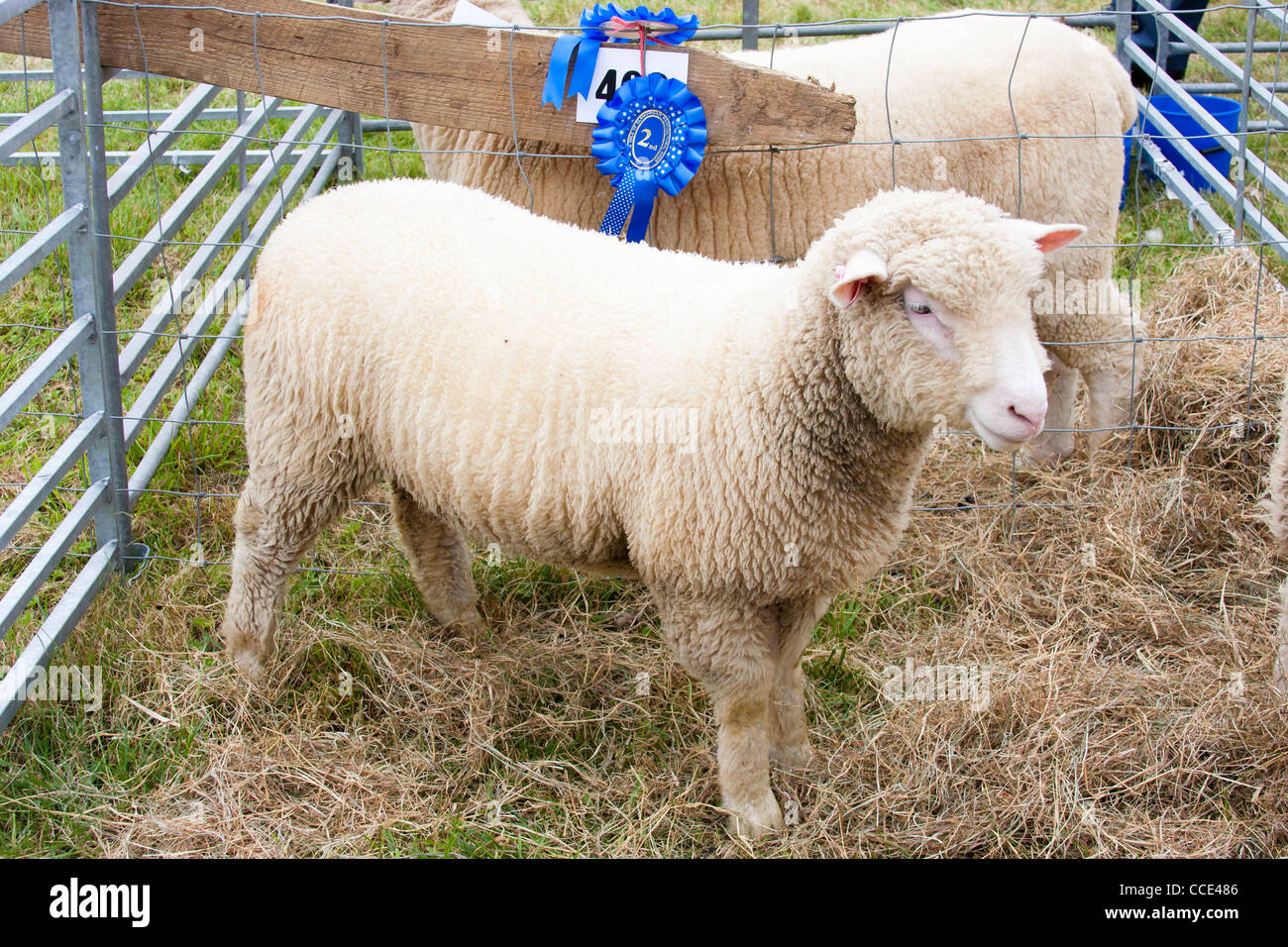 Prize winning sheep hi-res stock photography and images - Alamy