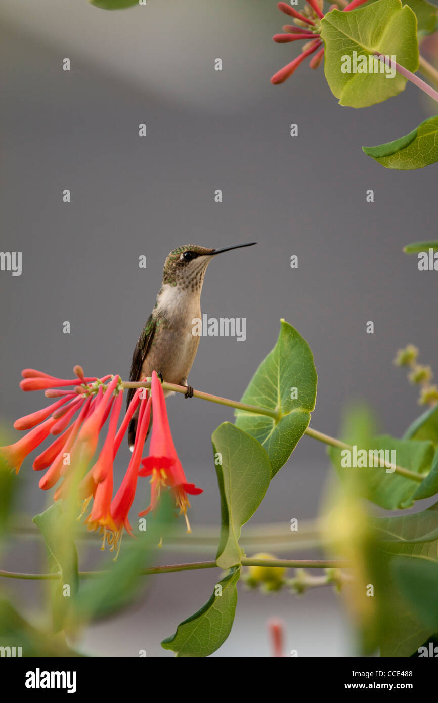 Hummingbird honeysuckle hi-res stock photography and images - Alamy