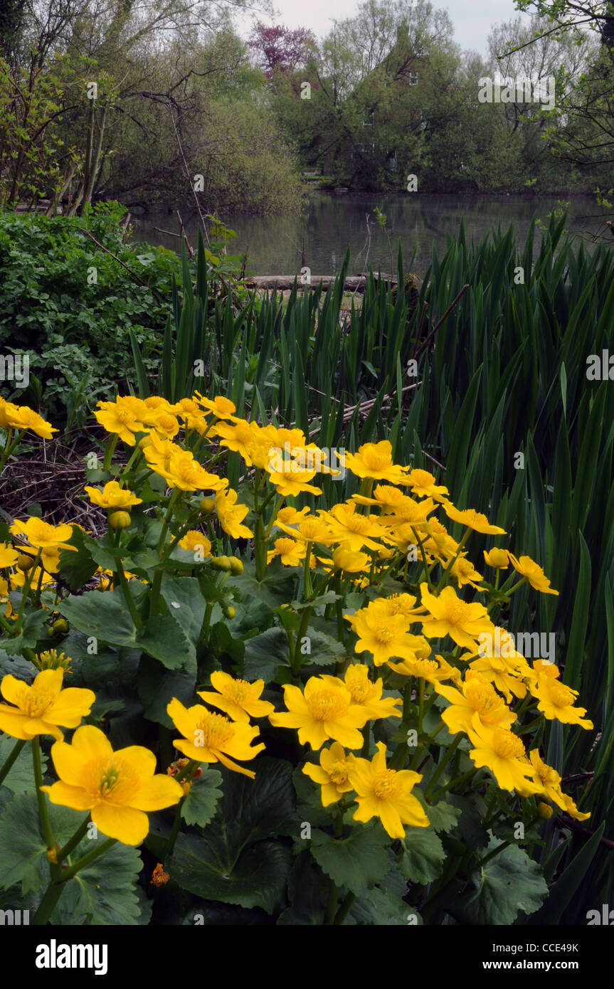 MARSH MARIGOLDS ON A GARDEN POND IN HAMPSHIRE Stock Photo - Alamy