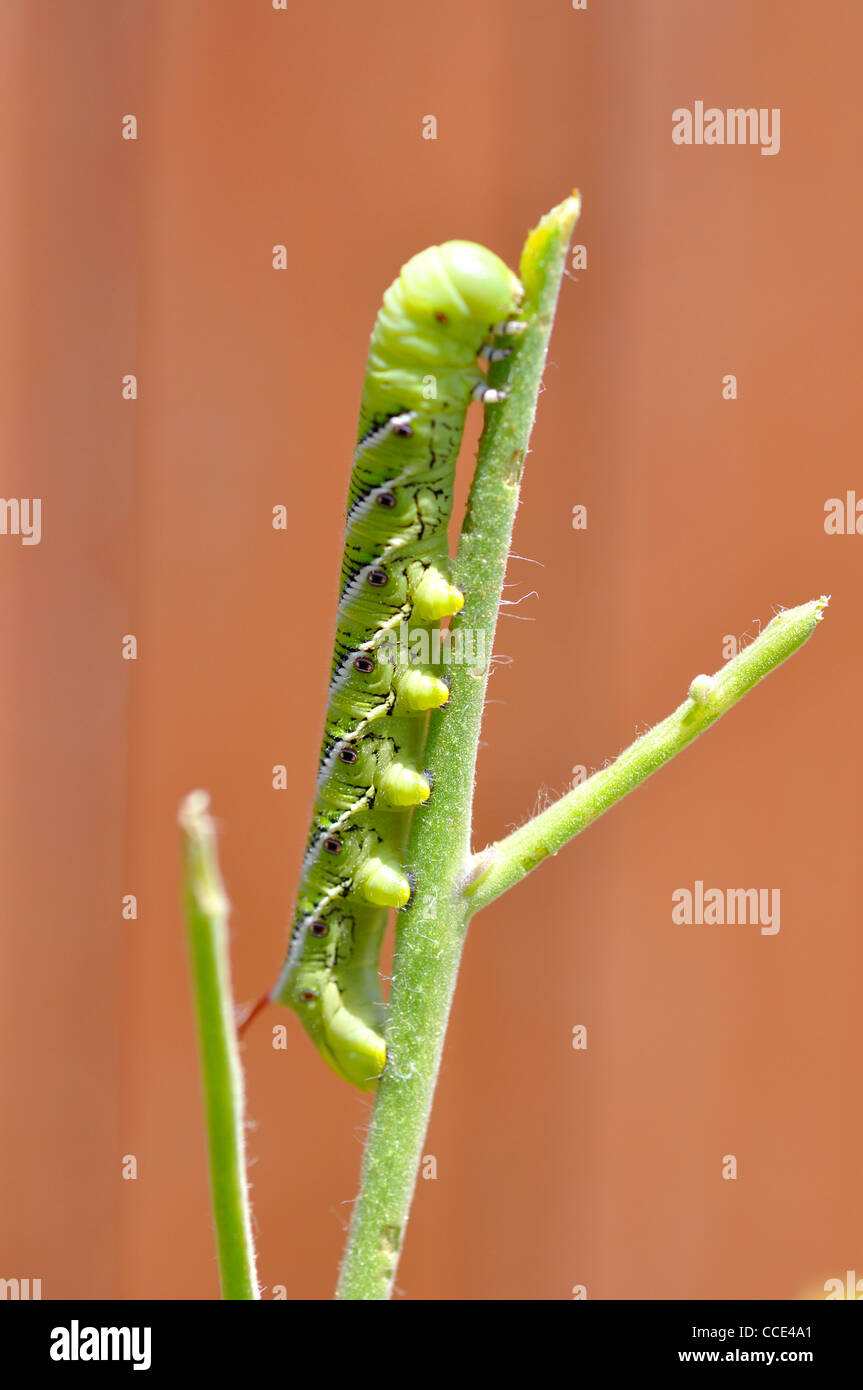 Tomato Horn Worm caterpillar eating tomato plant, aka Five-Spotted ...
