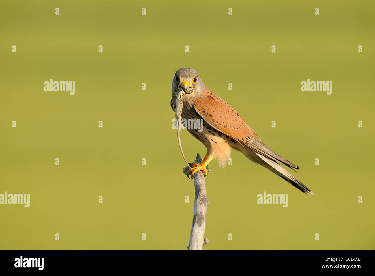 Male Kestrel with prey Stock Photo - Alamy