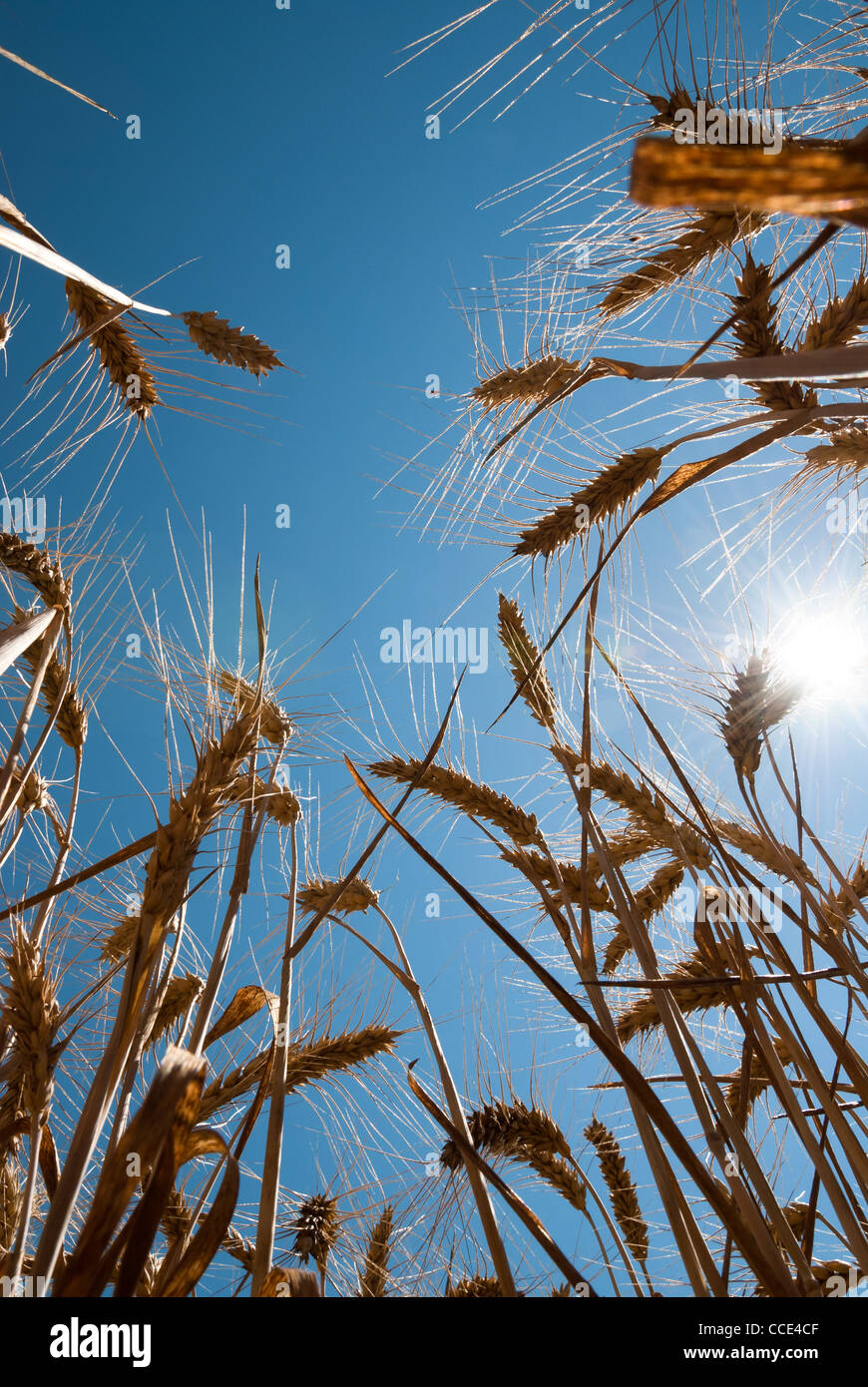 Corn spike hi-res stock photography and images - Alamy