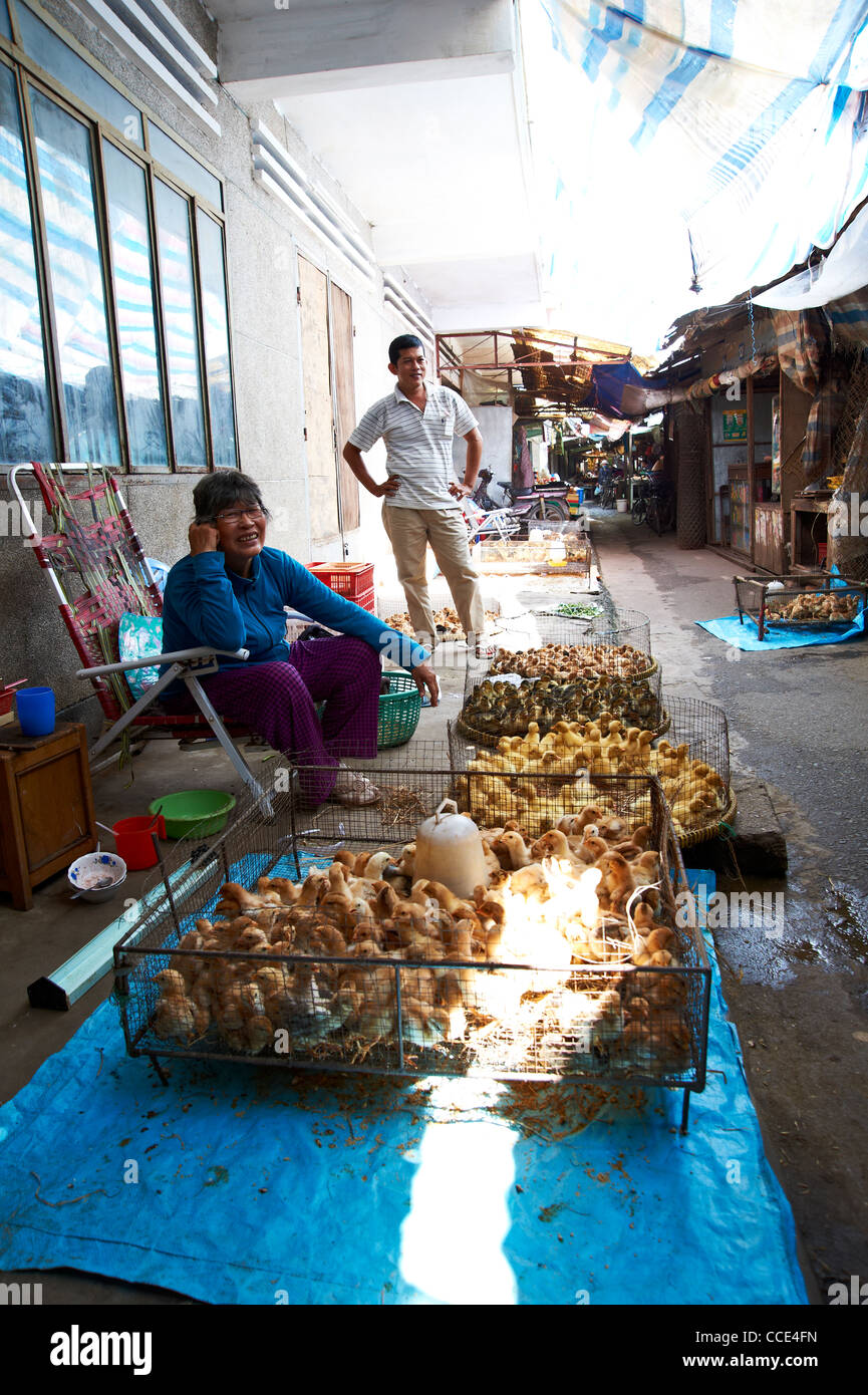 Selling Baby Chicks At The Market High Resolution Stock Photography and ...