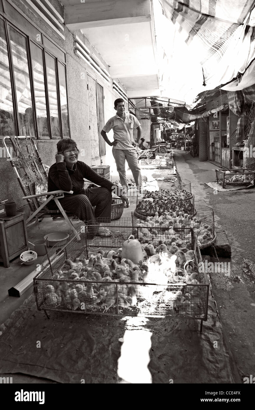 Selling Baby Chicks At The Market High Resolution Stock Photography and ...