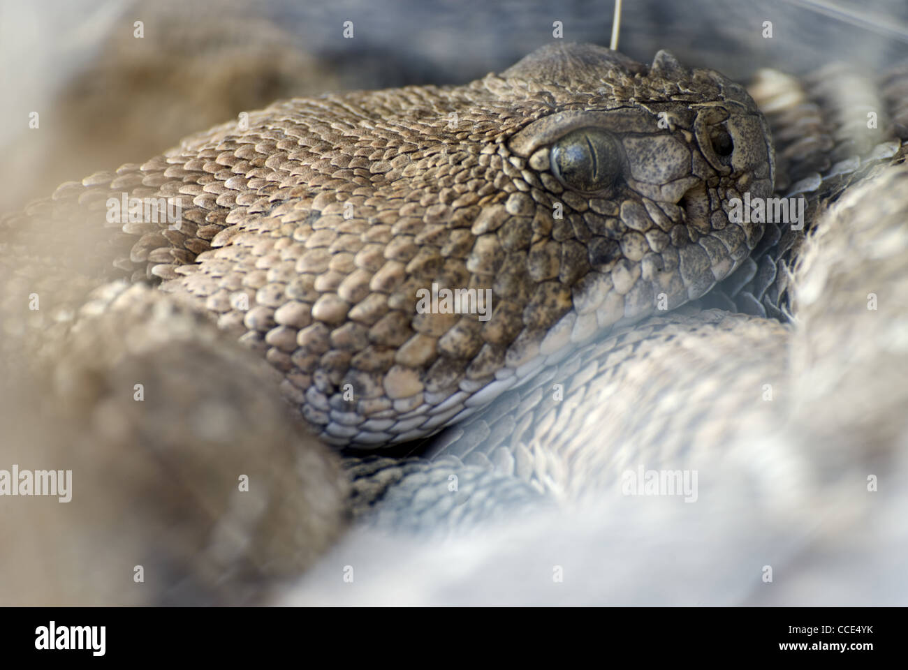 Western diamond rattlesnake habitat hi-res stock photography and images ...
