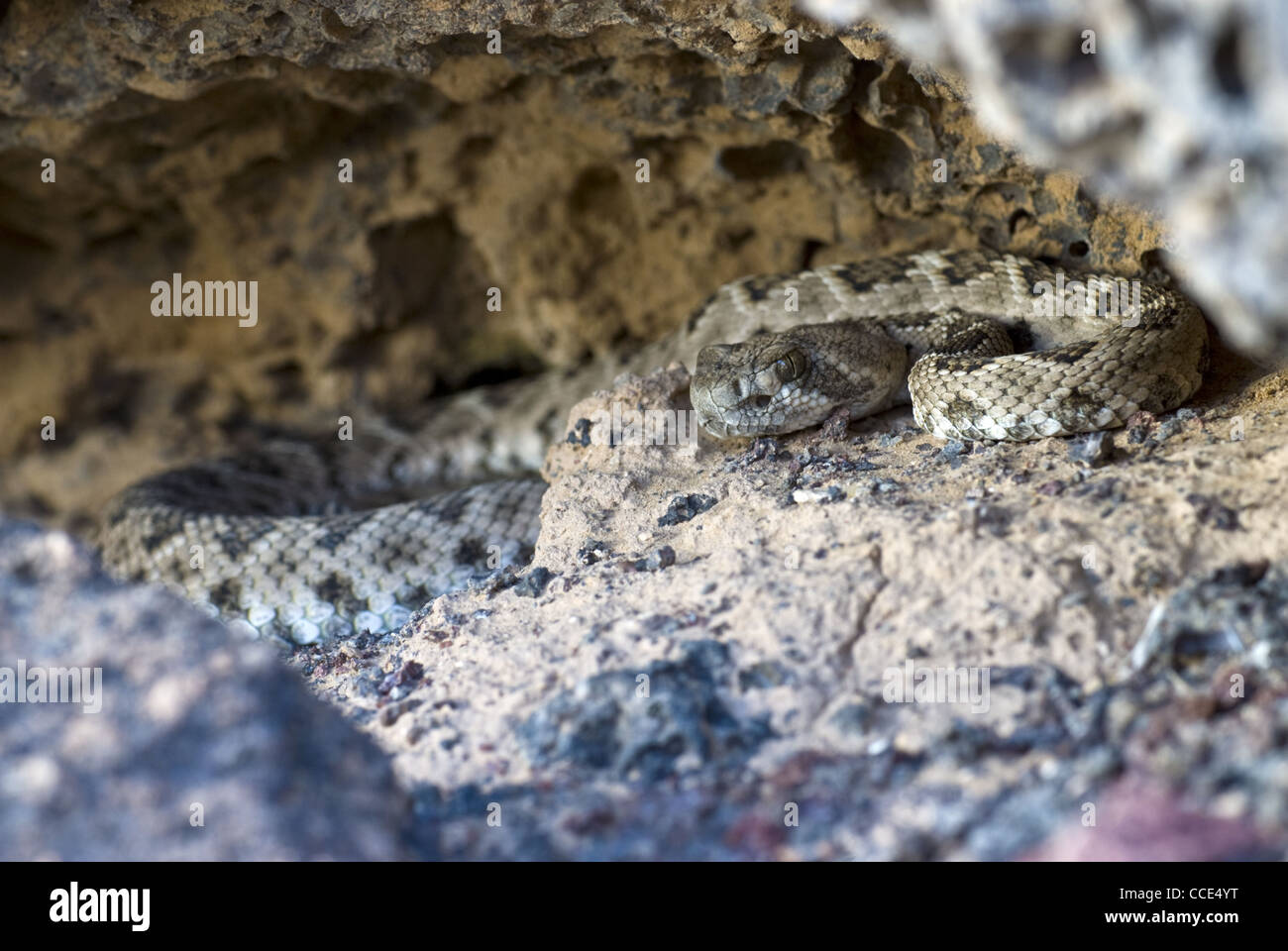 Western diamond rattlesnake habitat hi-res stock photography and images ...