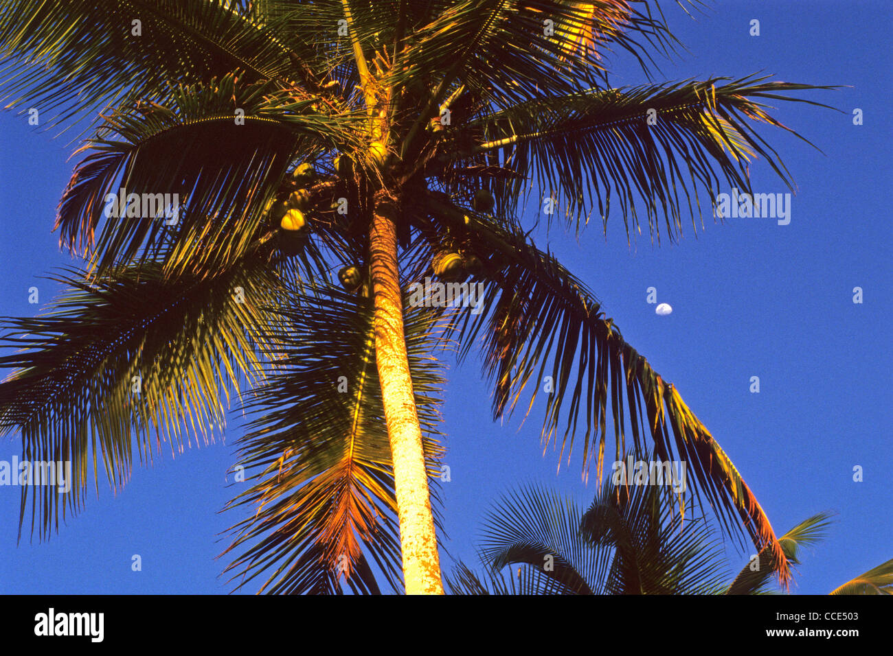 Coconut palm trees and a rising moon in Bahia Brazil Stock Photo - Alamy