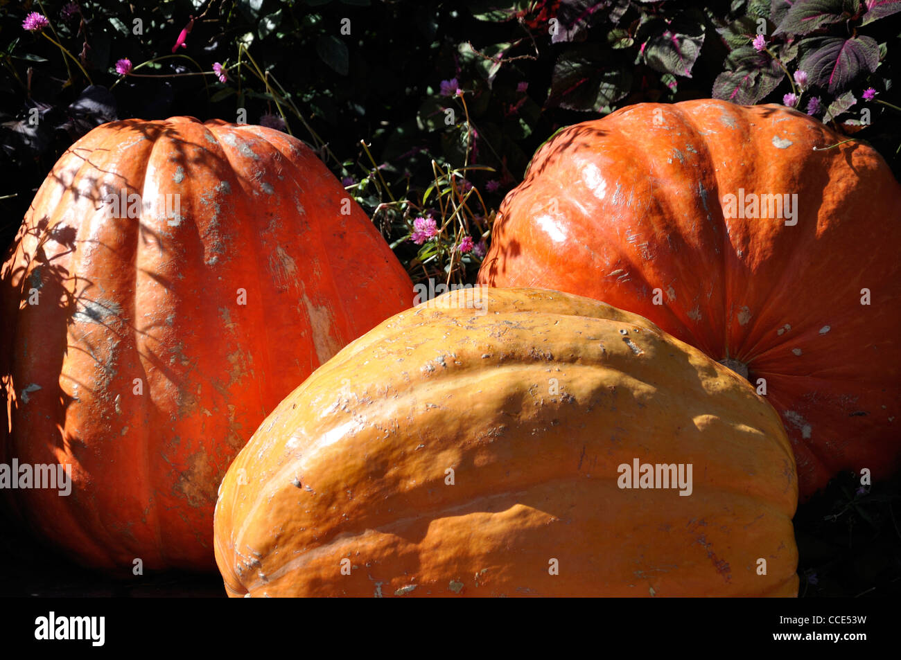 Cucurbita Mixta High Resolution Stock Photography and Images - Alamy
