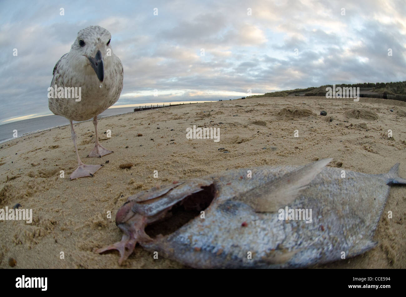 wide angle of a Gull eating a fish Stock Photo - Alamy