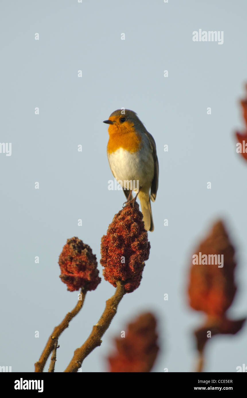 Robin sitting hi-res stock photography and images - Alamy