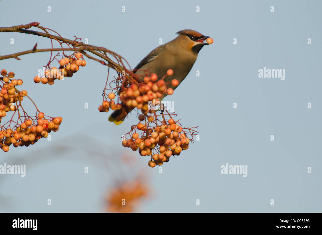 Waxwing carrying a berry Stock Photo - Alamy