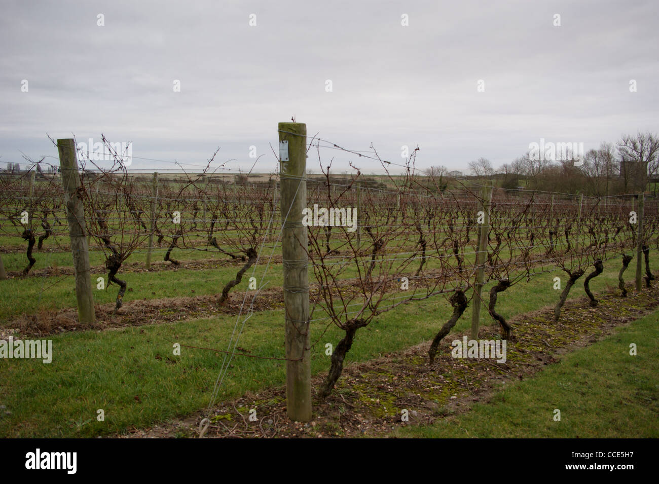 Guyot vine hi-res stock photography and images - Alamy