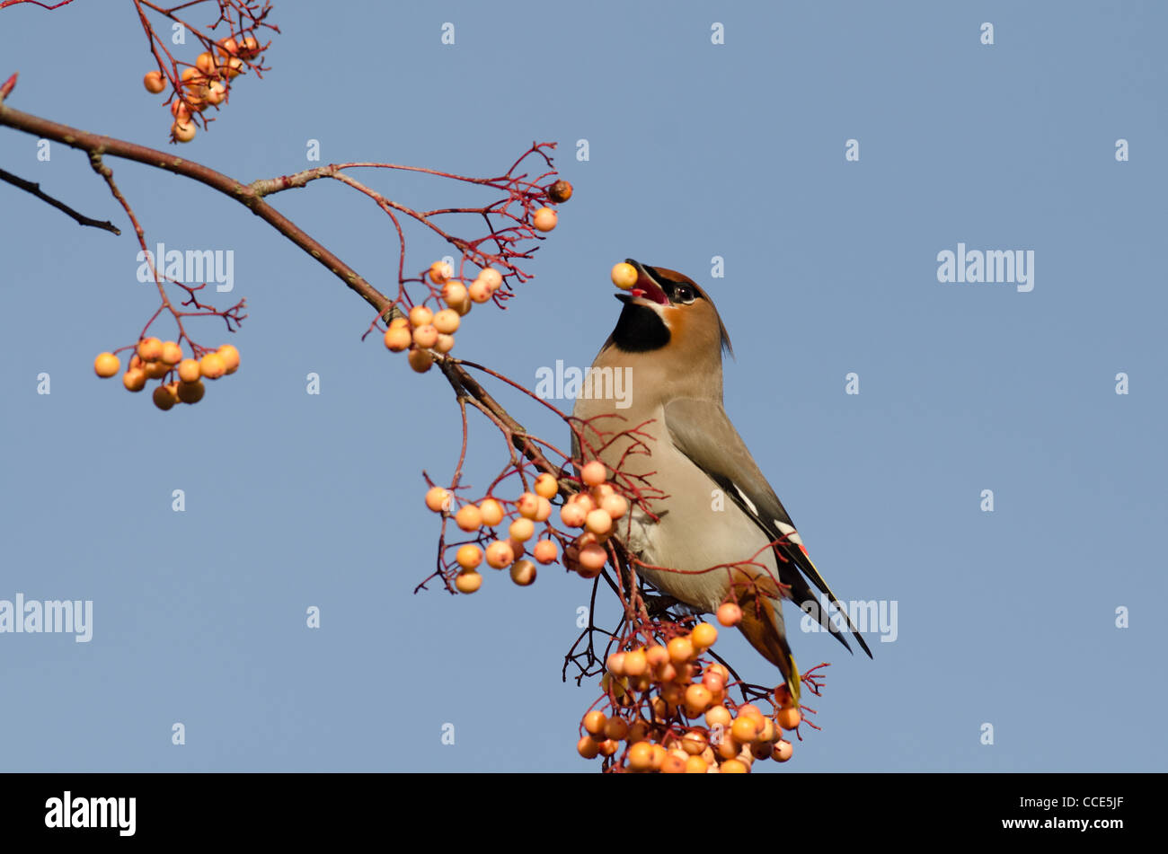 A waxwing eating a berry Stock Photo - Alamy