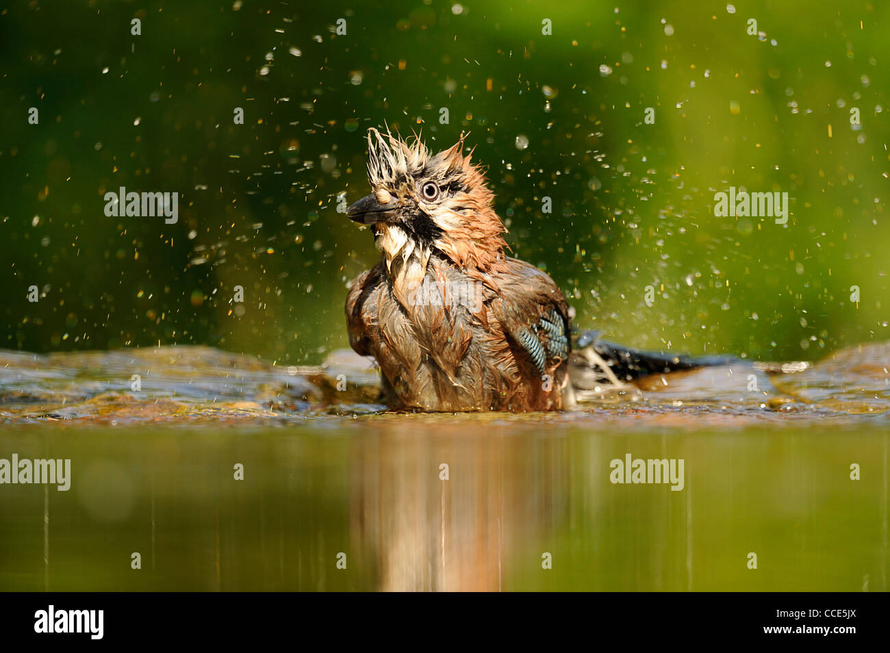 Jay bathing in pool Stock Photo - Alamy
