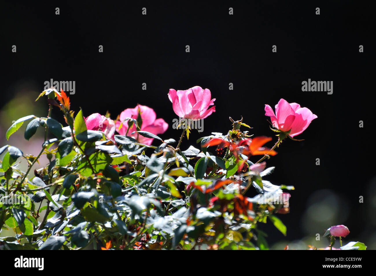 Pink rose bushes hi-res stock photography and images - Alamy