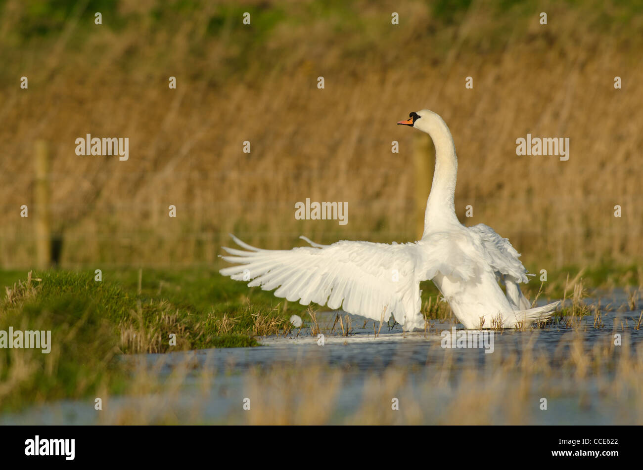 Swan flapping wings hi-res stock photography and images - Alamy