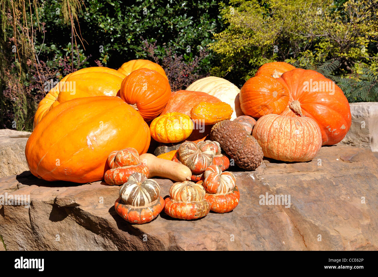 Cucurbita mixta hi-res stock photography and images - Alamy