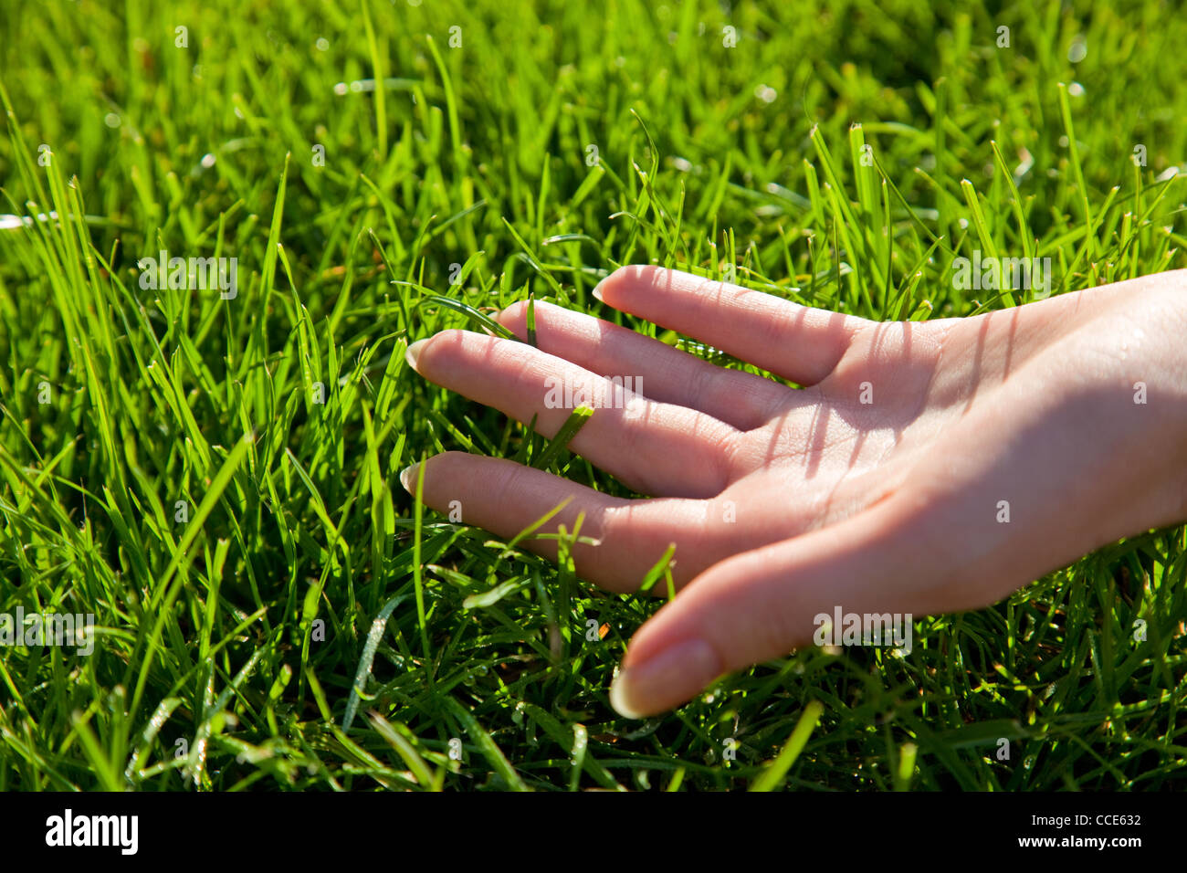 Woman hand with green grass Stock Photo - Alamy