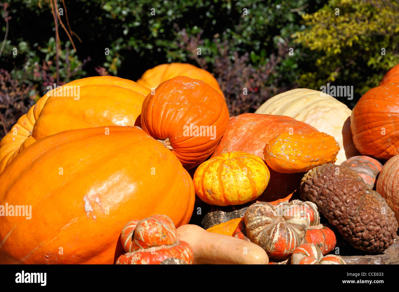 Cucurbita mixta hi-res stock photography and images - Alamy