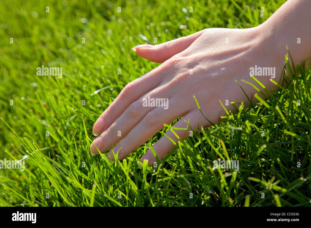 Woman hand with green grass Stock Photo - Alamy