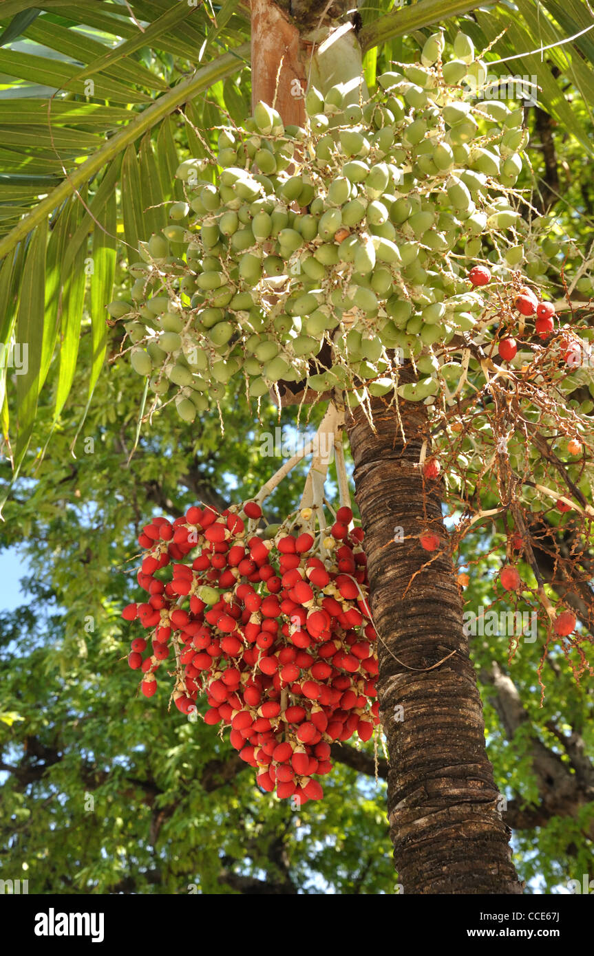 Royal Palm Tree - Roystonea Stock Photo - Alamy