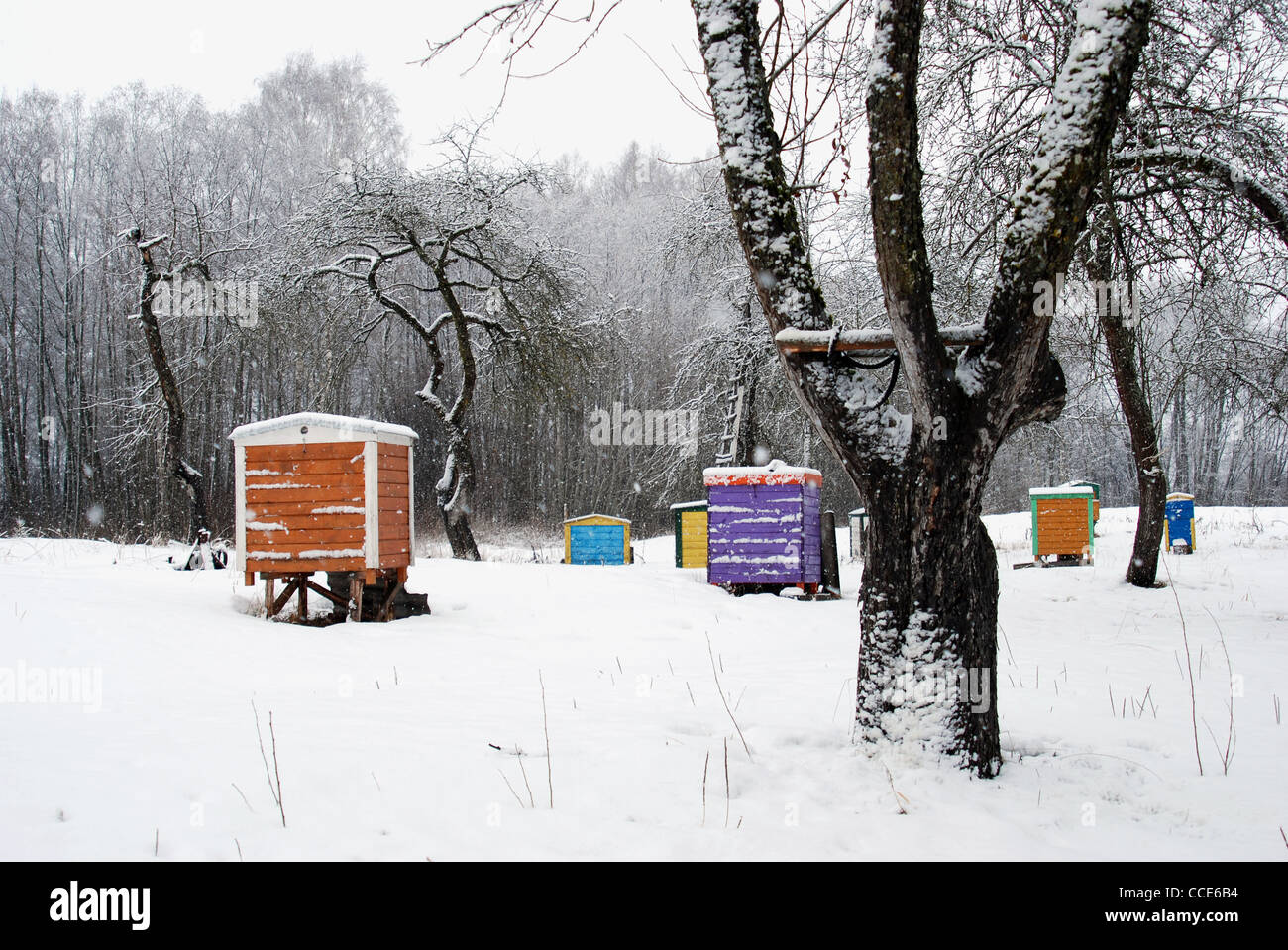 Bee cover hi-res stock photography and images - Alamy