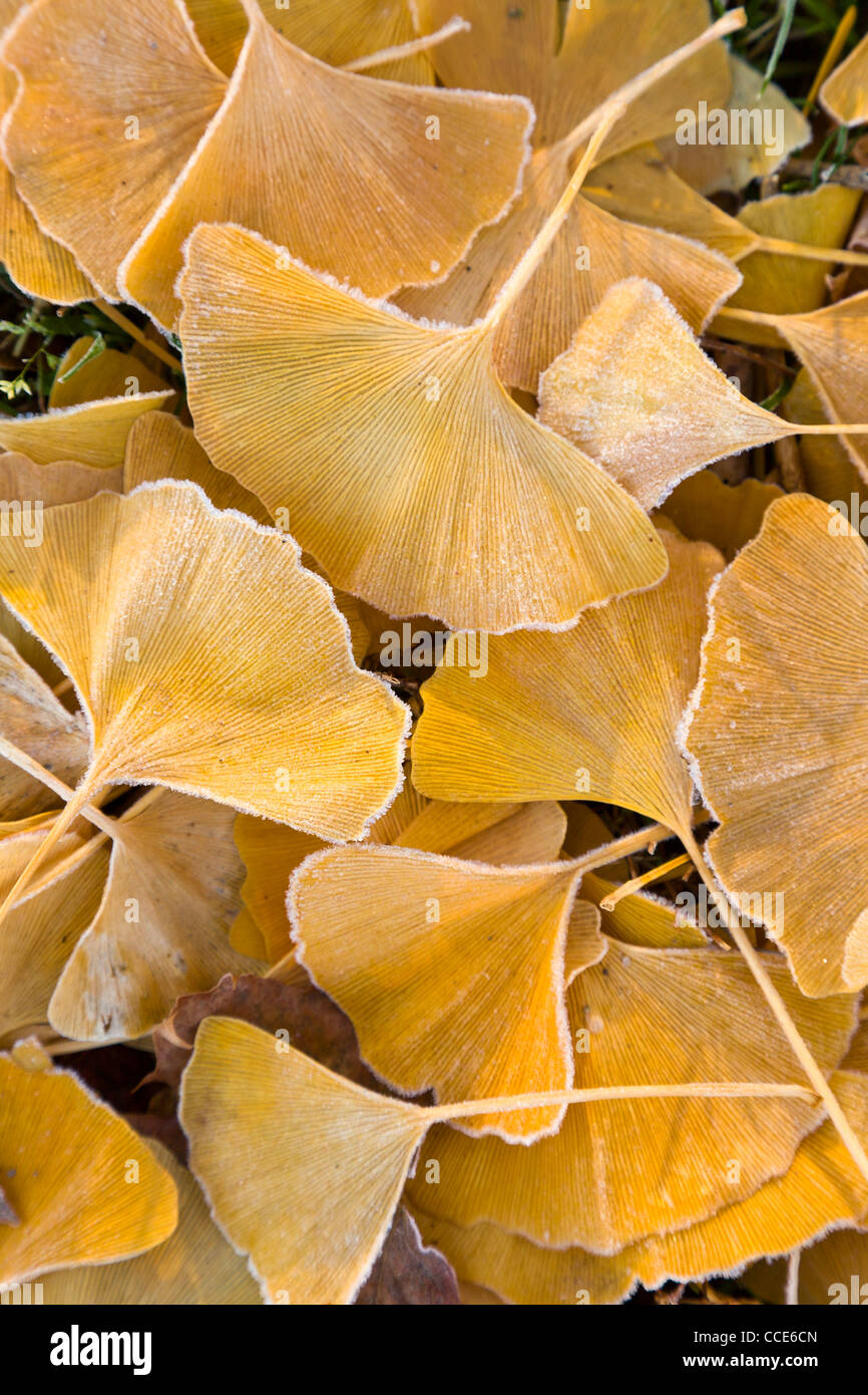 Fallen yellow Ginkgo Biloba leaves with frost Stock Photo - Alamy