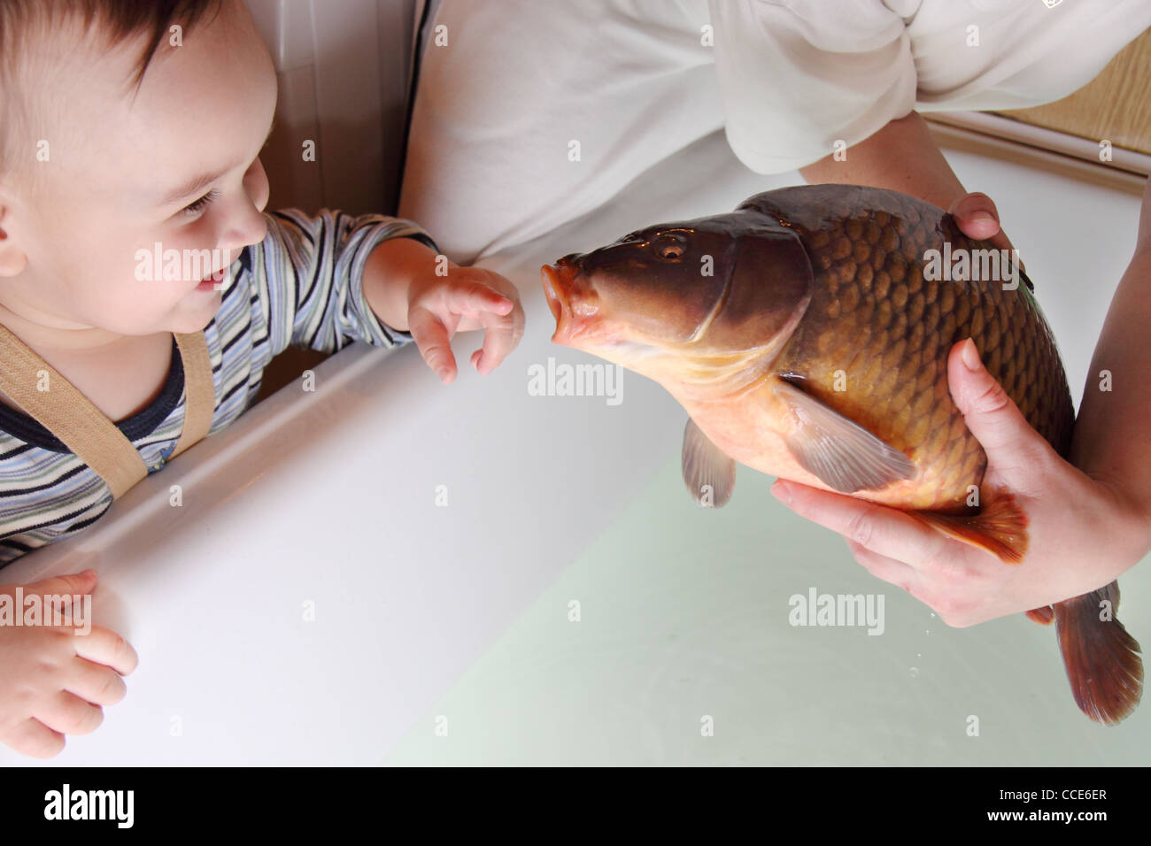 Child carp hi-res stock photography and images - Alamy