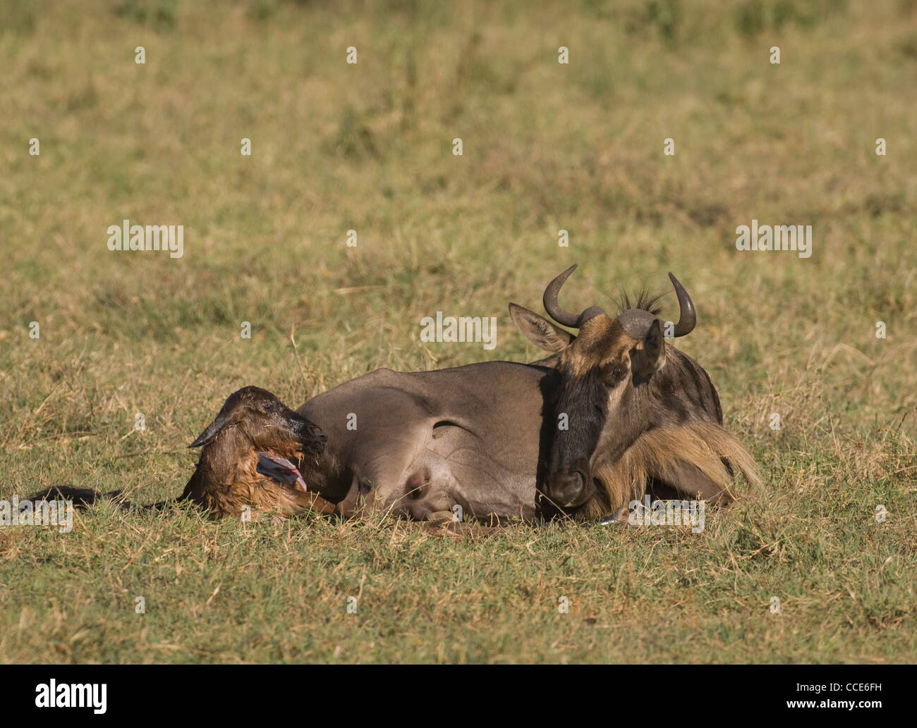 Africa Tanzania Ngorongoro Crater-Wildebeest giving birth, lying down ...