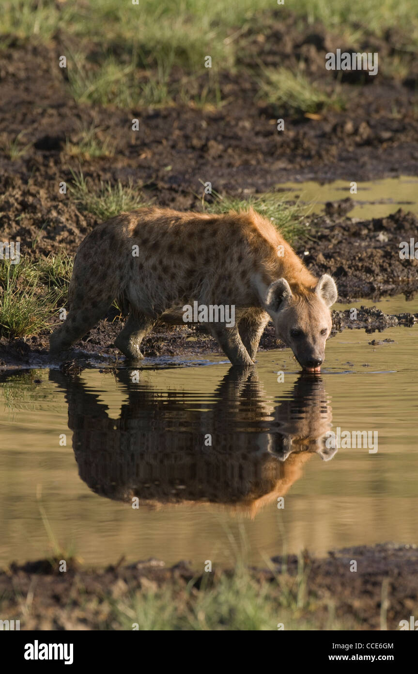 Africa Tanzania Ngorongoro Crater-Spotted Hyena in water,drinking ...