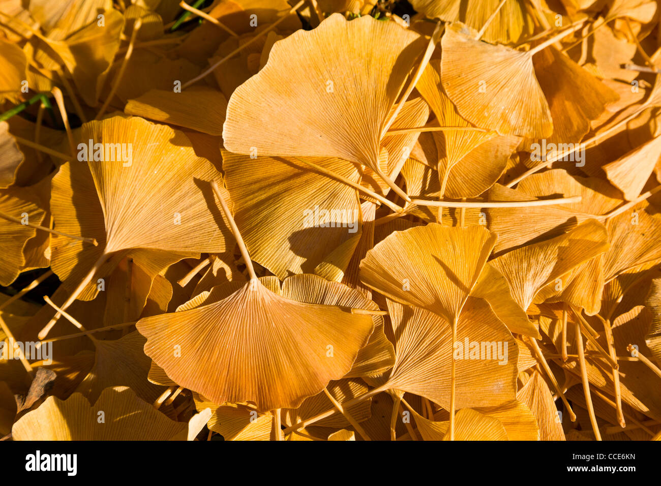 Fallen yellow Ginkgo Biloba leaves with frost Stock Photo - Alamy