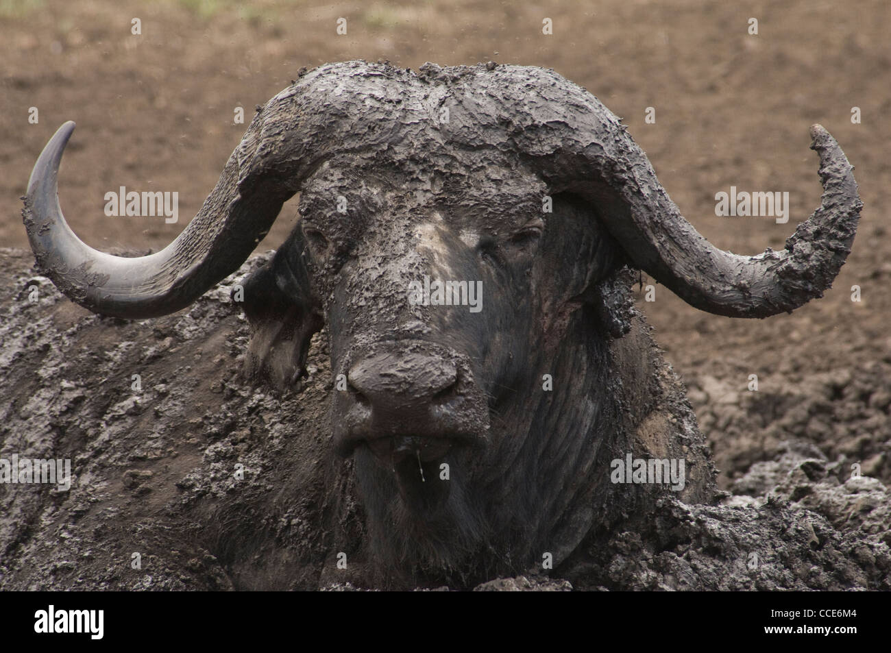 Africa Tanzania Ngorongoro Crater-Cape buffalo laying in mud-head shot ...
