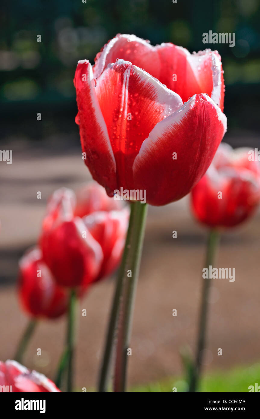 Bright spring flower - rose tulip Stock Photo - Alamy